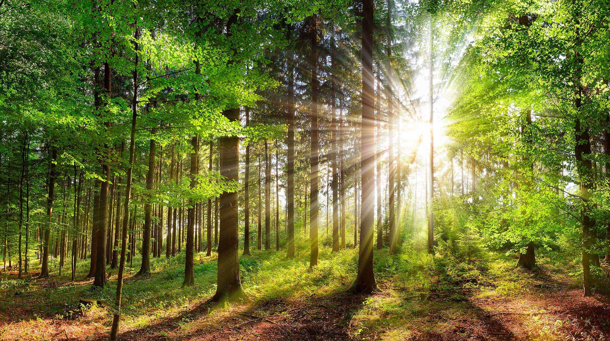 Les Granulés De Bois Sont Ils Un Danger Pour Les Forêts